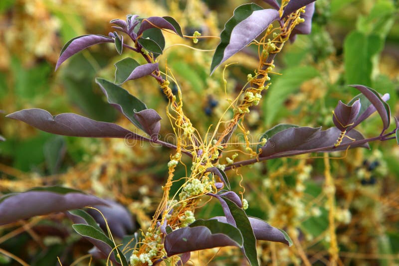 Dodder - a Weed without Leaves and Roots Stock Image - Image of plant ...