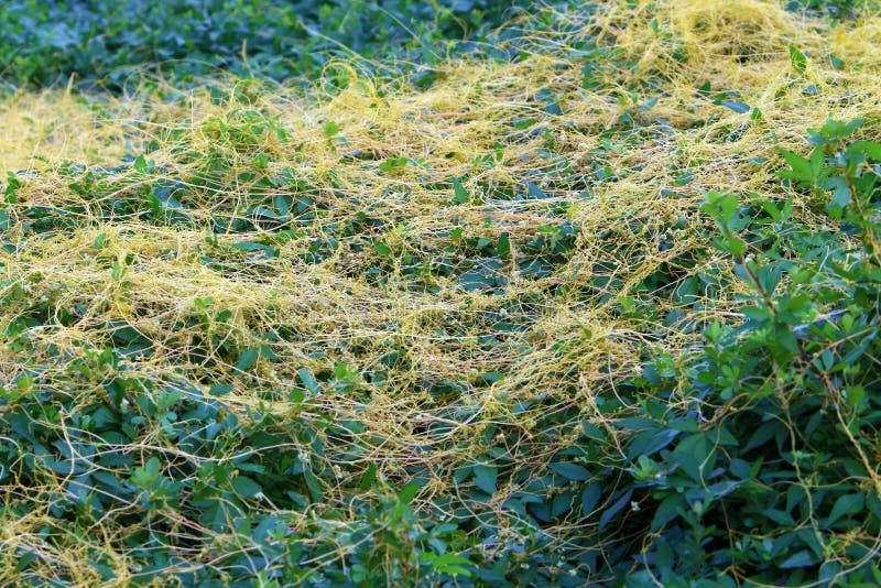 Dodder - a Weed without Leaves and Roots Stock Photo - Image of flora ...