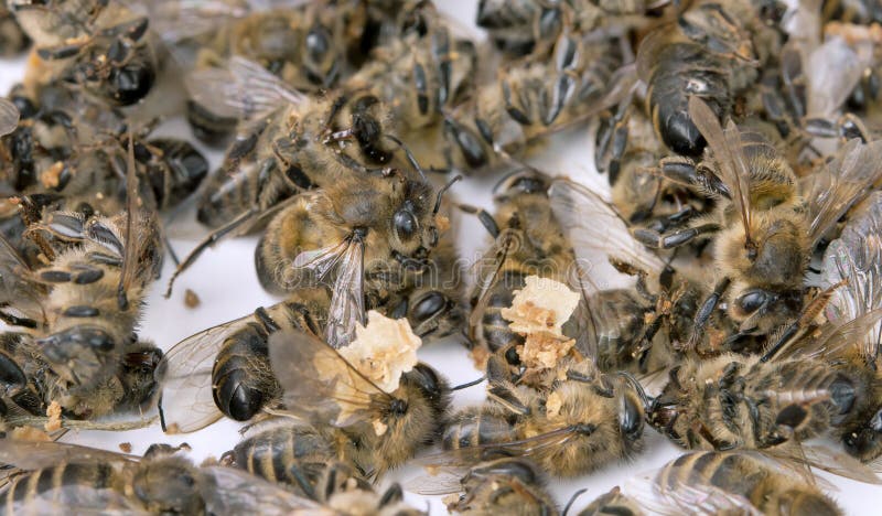 Geen bijen - Geen Fruit stock foto. Image of appel, pruimen - 125022032