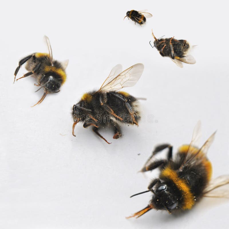 Dode bijen stock foto. Image of imker, bijen, behoud - 45568582