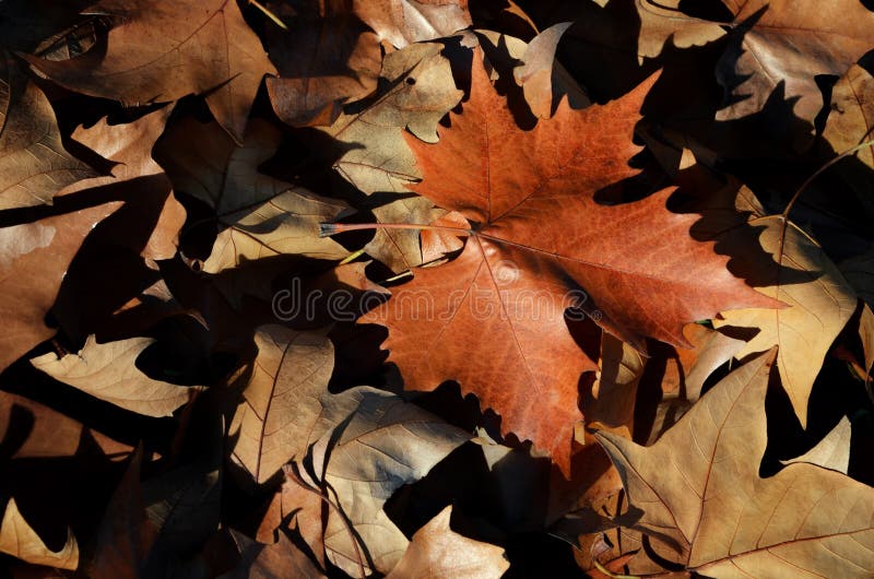 Doodse Bladeren En Dierlijke Schedel Stock Afbeelding - Image of ...