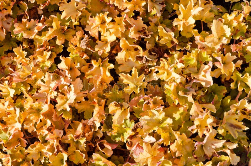 Dood Bladeren Geschoten Ideaal Voor Achtergronden Stock Foto - Image of ...