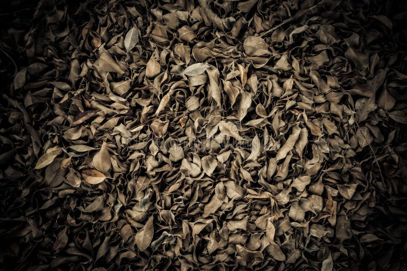 Dode Bladeren Voor Achtergronden Stock Afbeelding - Image of nave ...