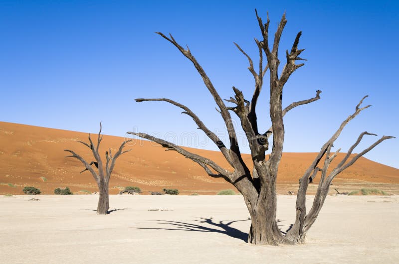 Dode Bomen stock afbeelding. Image of reis, etherisch - 2588275