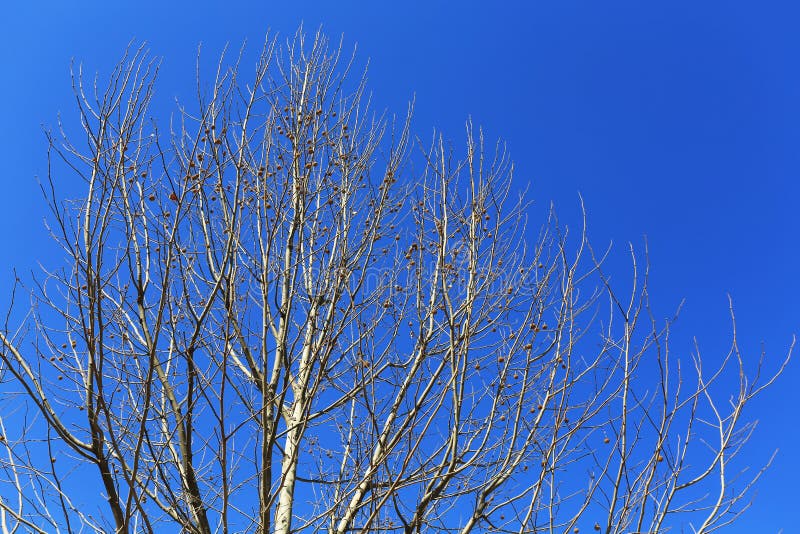 Dode bomen stock foto. Image of groei, daling, bederf - 38809366