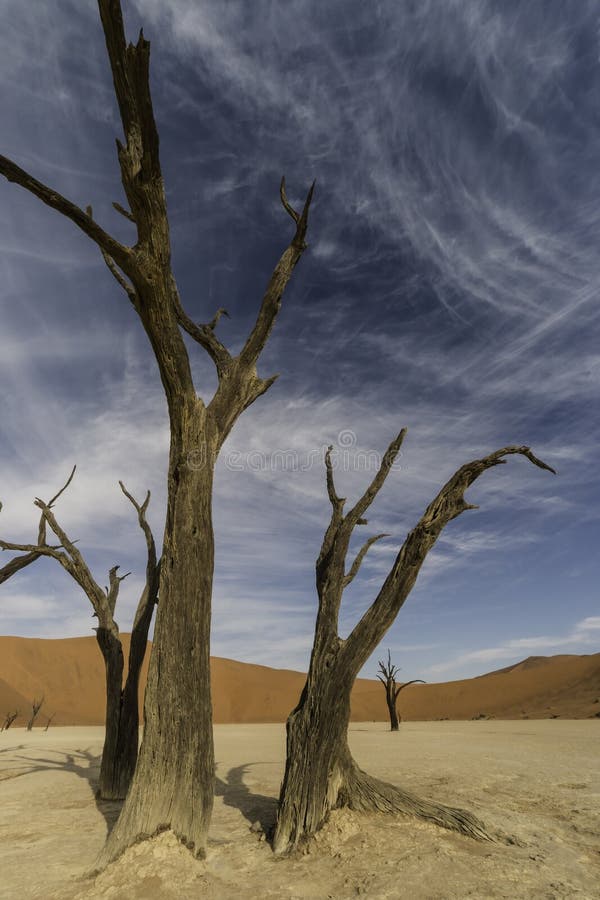 Dode bomen in de woestijn stock foto. Image of duin, openlucht - 83225138