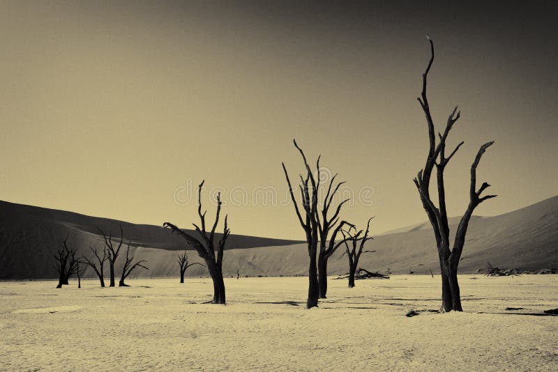 Dode Bomen in Beroemde Deadvlei Stock Foto - Image of toerisme, park ...