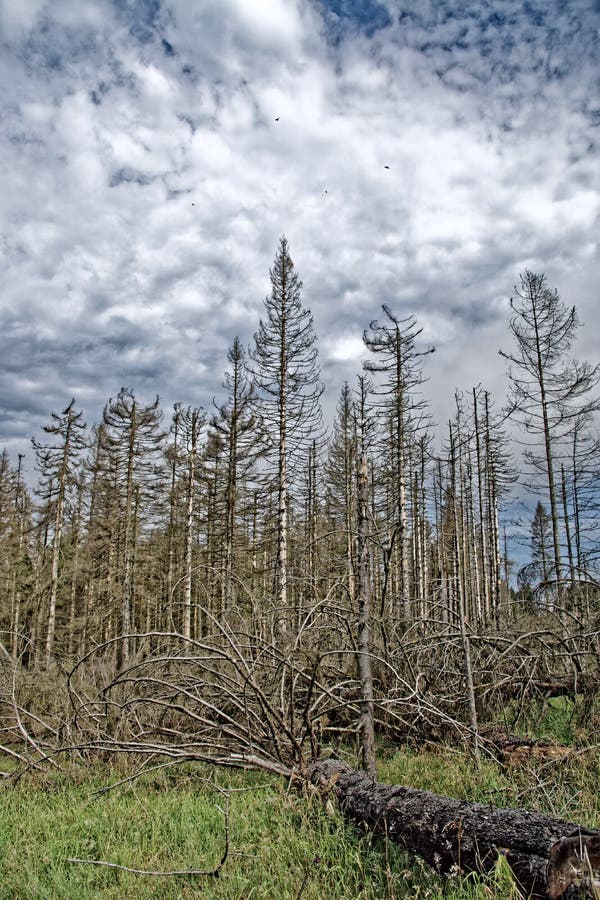 Dode Bomen in De Harz-bergen Stock Foto - Image of duisternis, bergen ...