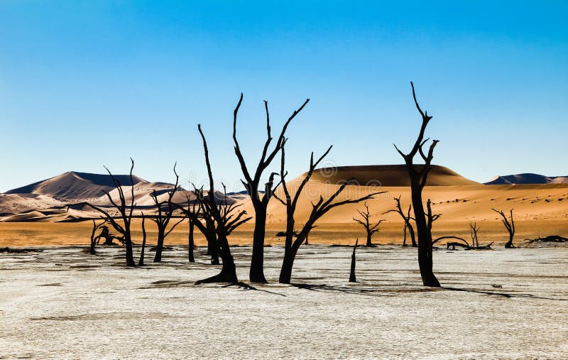 Dode Bomen En Duinen in Een Zoute Pan Hot Woestijn Stock Foto - Image ...