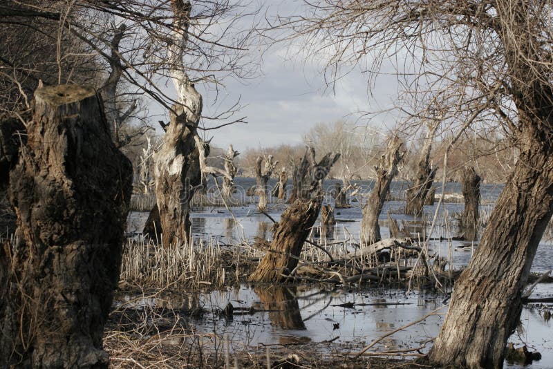 Dode Bomen in Ijen-vulkaan Met Zuur Meer, Java Stock Foto - Image of ...