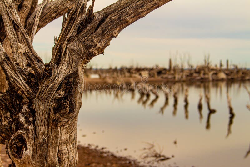 Dode Bomen in De Stad Van Epecuen Troosteloos Landschap Zonder Mensen ...