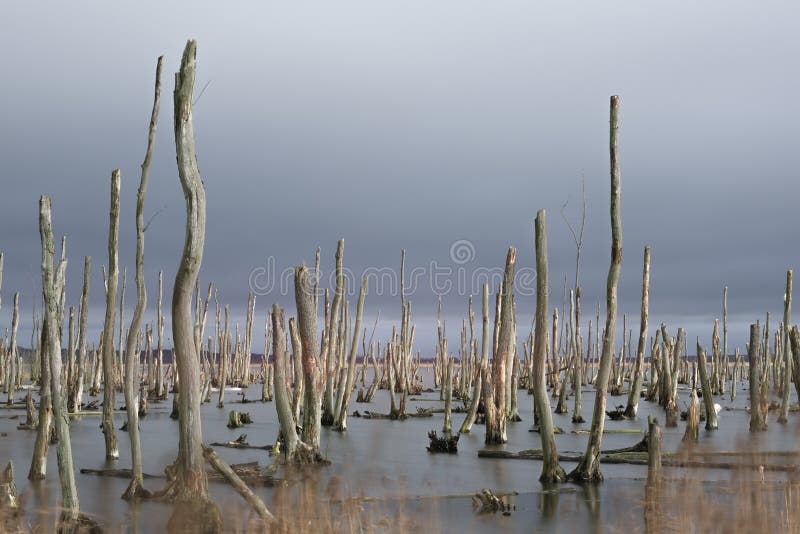 Dode Bomen in het Water stock foto. Image of draaghout - 138719682