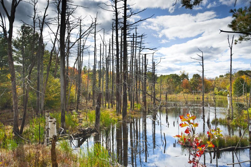 Dode bomen in moeras stock foto. Image of bladeren, wolken - 21689484