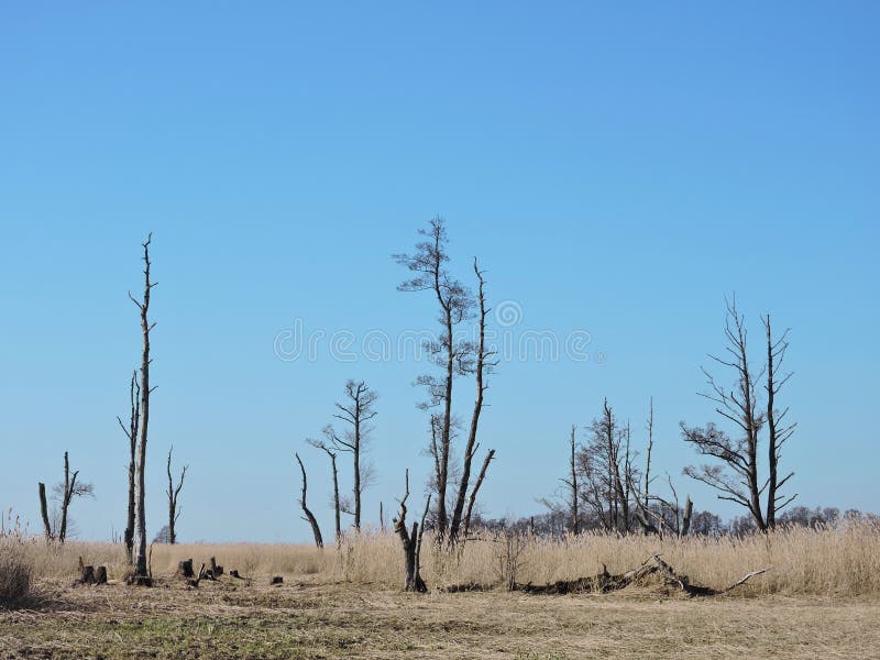 Dode Bomen in Beroemde Deadvlei Stock Foto - Image of toerisme, park ...