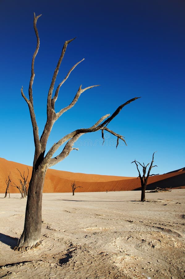 De Boom Van Accacia in Sossusvlei, Namibië Stock Foto - Image of ...
