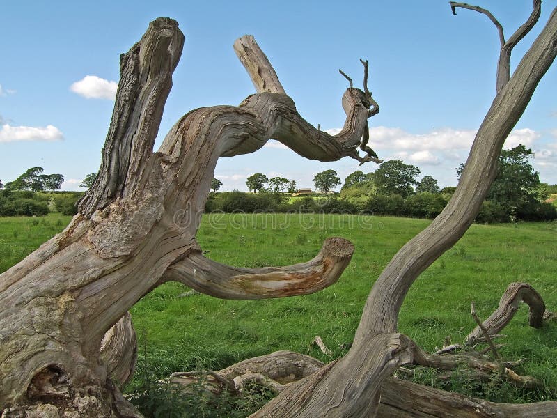 Dode Boom 1 stock afbeelding. Image of timmerhout, dood - 397353