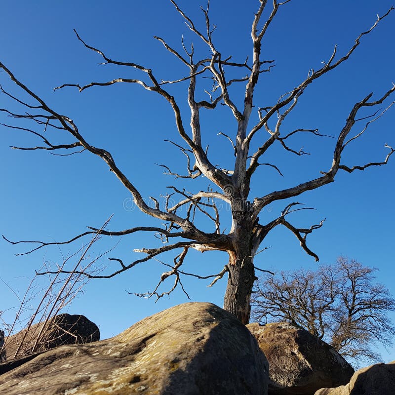 Dode boom stock afbeelding. Image of boom, dood, bomen - 118022593