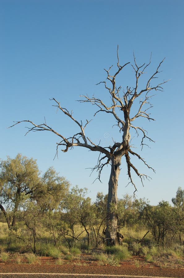 Dode boom stock foto. Image of levenloos, klimaat, australisch - 13170916
