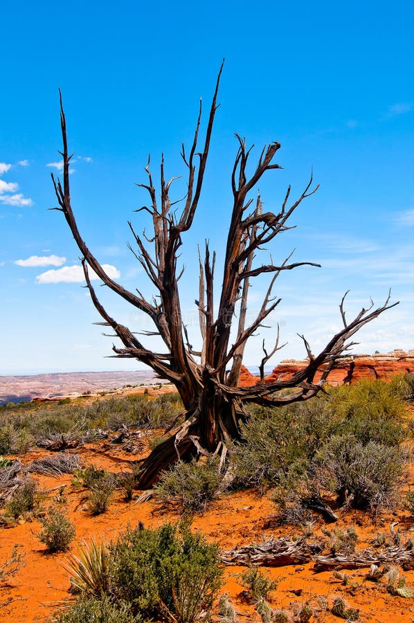 Dode Boom In Zuidelijk Utah. Het Nationale Park Van Bogen. Utah. Stock ...