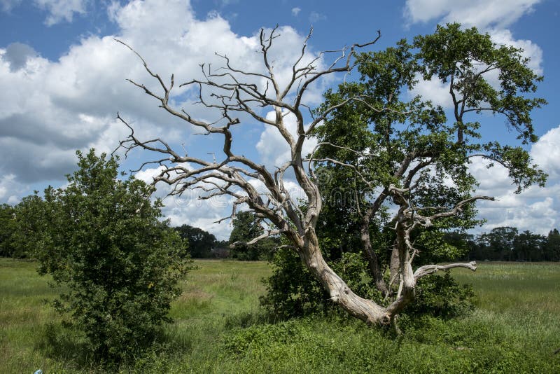 Dead Tree in a Nature Reserve Stock Photo - Image of nature, surrounded ...
