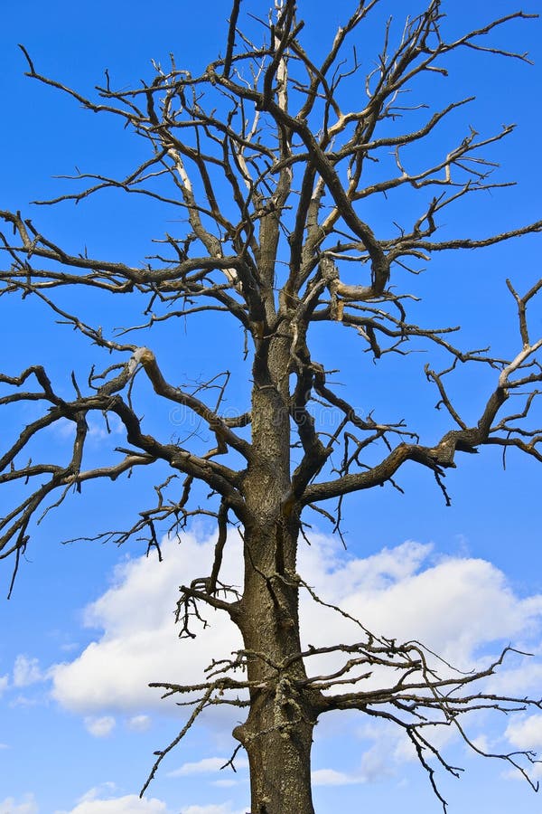 Dode boom stock afbeelding. Image of park, cijfer, alleen - 21542393