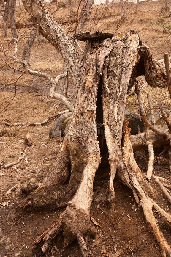 Dode boom stock afbeelding. Image of land, takken, hout - 23214123