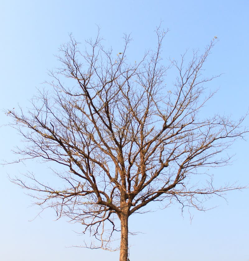 Dode Boom in Een Woestijncanion Stock Afbeelding - Image of nave, rand ...