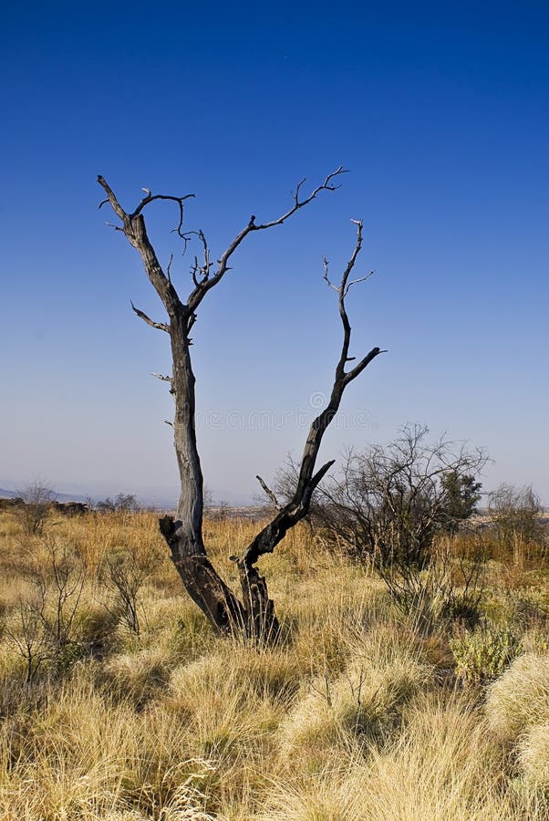 Dode Boom in Bushveld stock afbeelding. Image of openlucht - 13019921