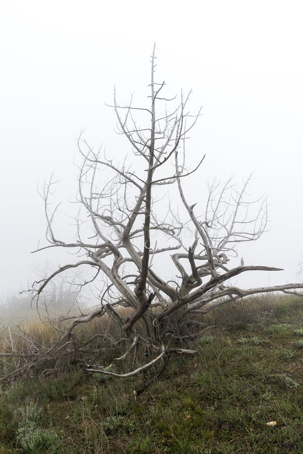 Dode boom in de mist stock afbeelding. Image of lang - 71630377