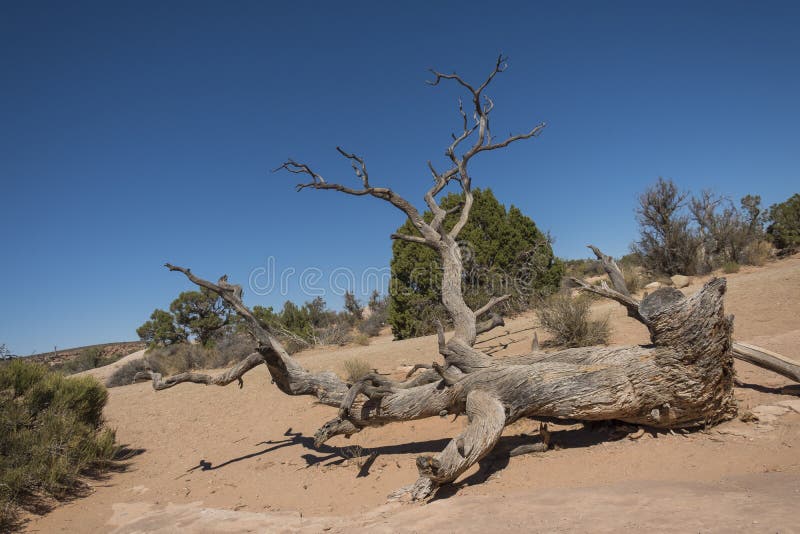 Dode Boom in de Woestijn stock afbeelding. Image of droogte - 132006287