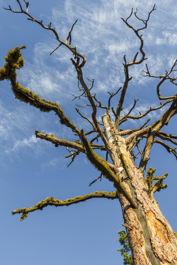 Dode Boom Die In De Hemel Bereiken Stock Foto - Afbeelding bestaande ...