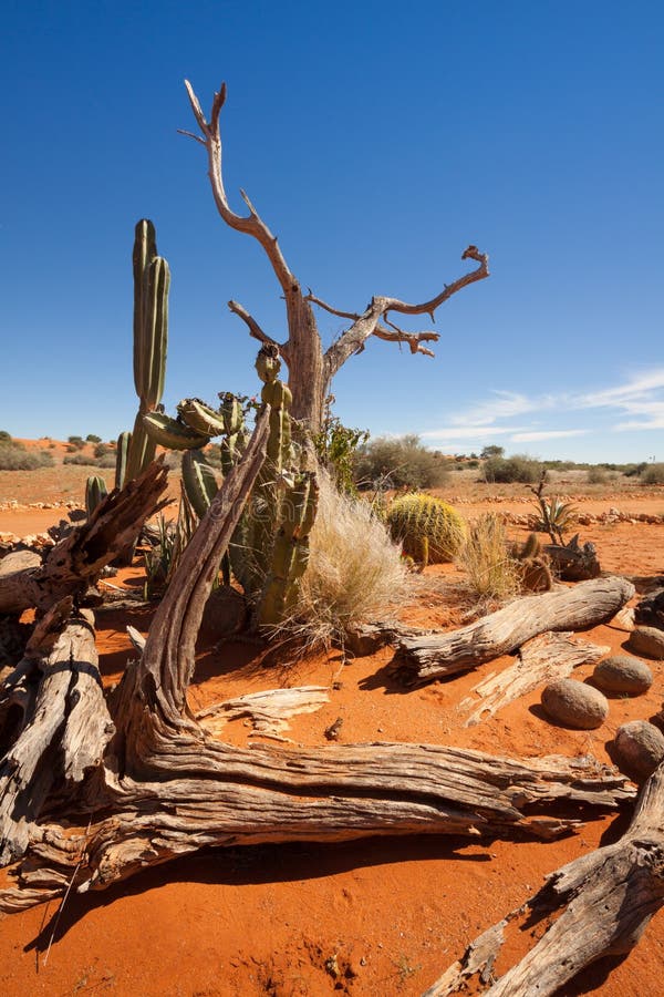 Dode boom in Kalahari stock foto. Image of hemel, plantkunde - 32270672