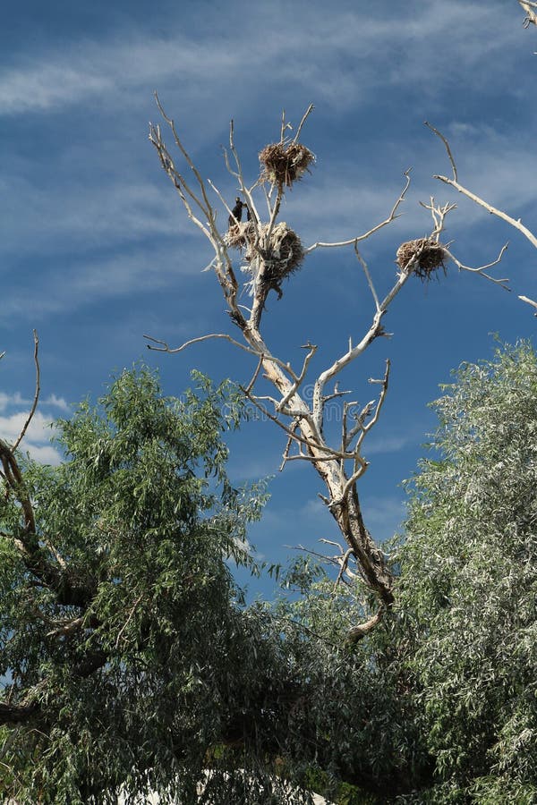 Dode Boom Met Nesten Op Bovenkant Stock Foto - Image of aalscholver ...