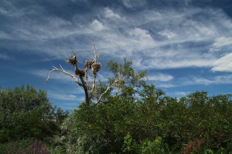 Dode Boom Met Nesten Op Bovenkant Stock Foto - Image of opwarming ...