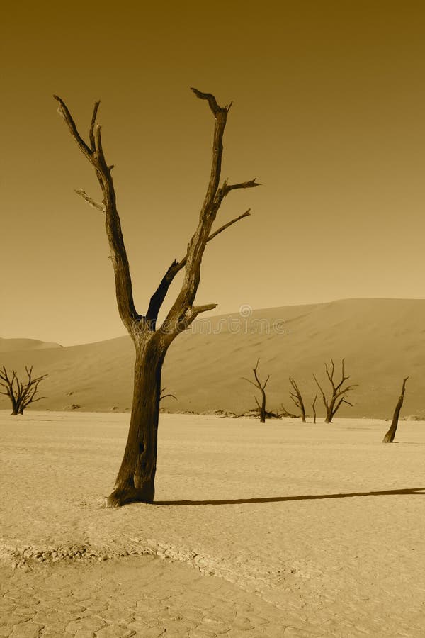 Dode Boom in Namibian Woestijn Stock Afbeelding - Image of duinen, dood ...