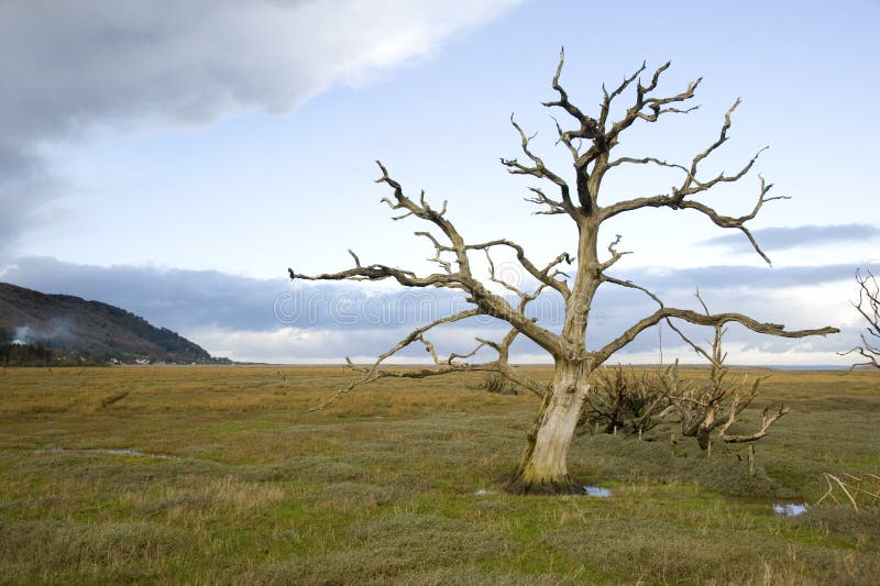 Dode boom op de moerassen stock afbeelding. Image of wolk - 36505457