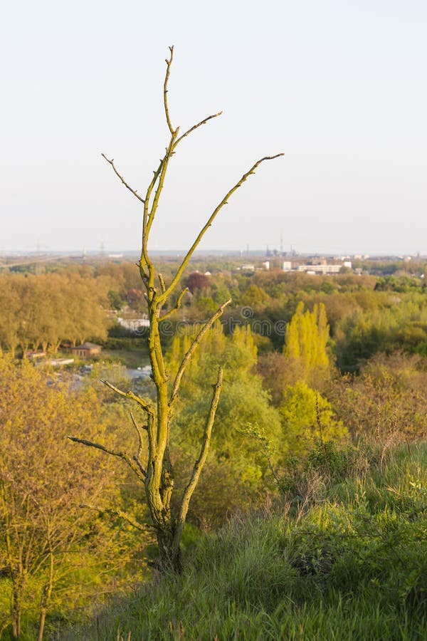 Dode Boom op Slakkenhoop stock foto. Image of installatie - 80087882