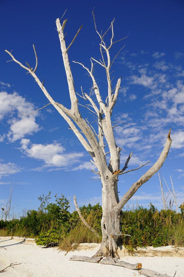 Dode Boom op Wild Strand stock afbeelding. Image of golf - 12773713