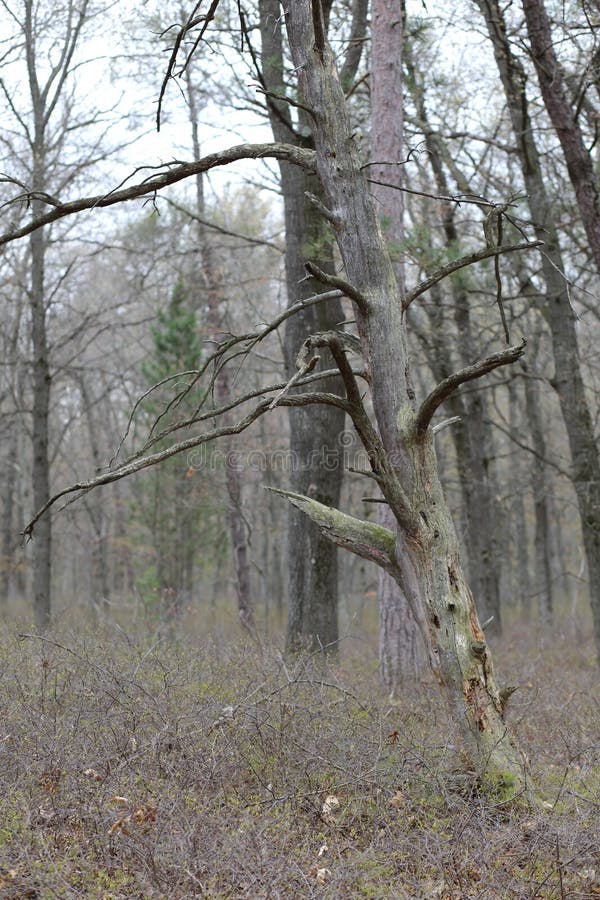 Dode Boom in Open stock afbeelding. Image of hoek, ecologie - 148057861