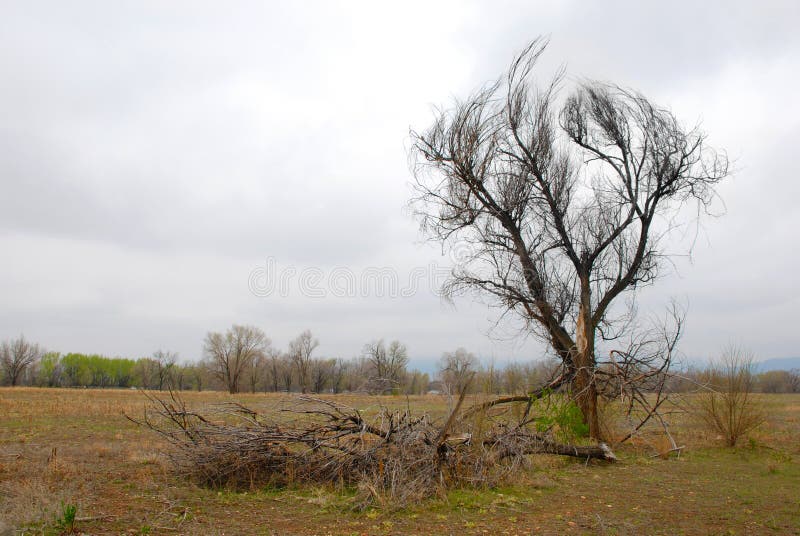 Dode Boom in Open plek stock afbeelding. Image of tribune - 9154561