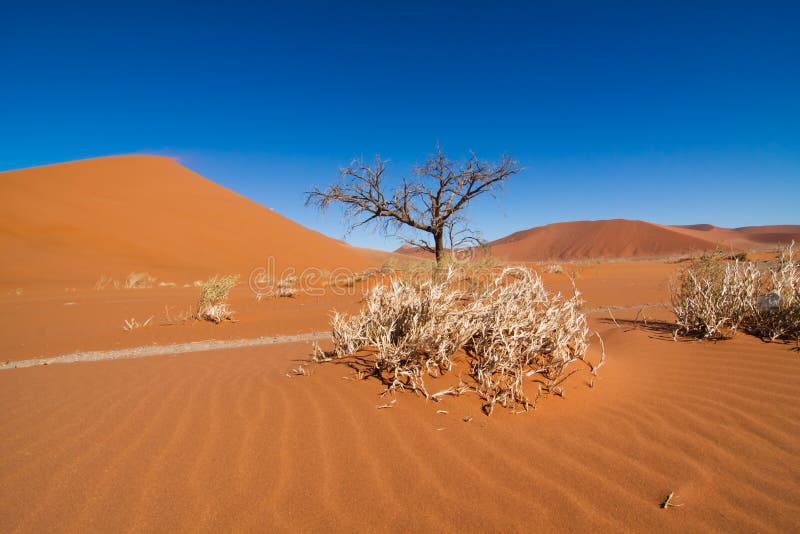 Dode boom in Kalahari stock foto. Image of hemel, plantkunde - 32270672