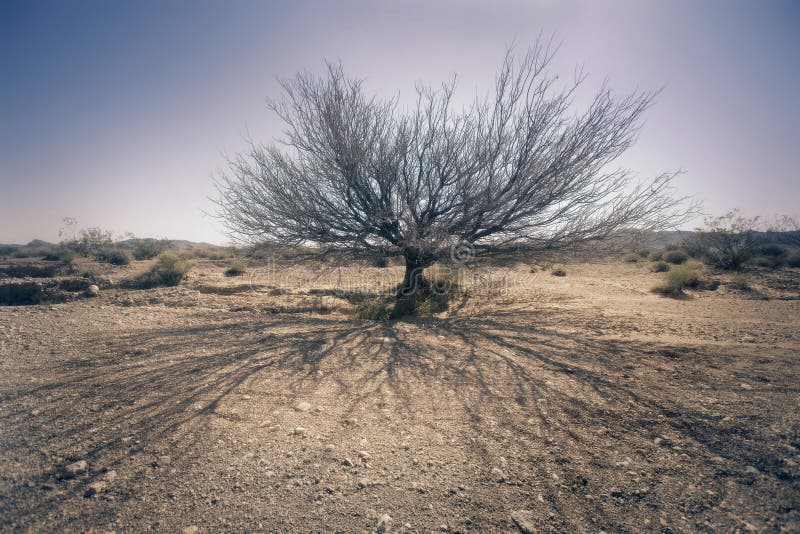 Dode Boom in de Woestijn stock afbeelding. Image of extreem - 2439225