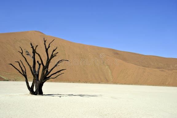 Dode boom in woestijn stock afbeelding. Image of afrika - 5484443