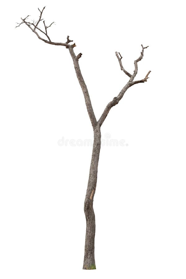 Dode Die Boom Op Wit Wordt Geïsoleerd Stock Foto - Image of lang ...
