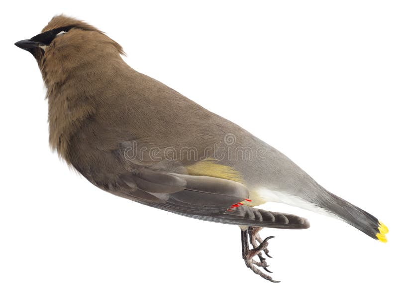 Dode vogel stock foto. Image of grasmus, reis, scenario - 5232656