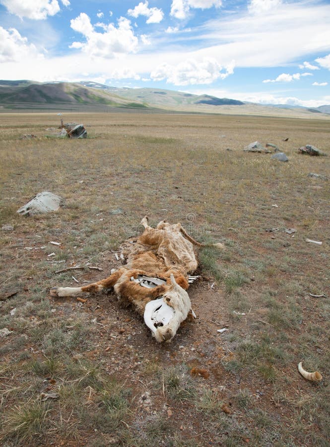 Dode dieren stock foto. Image of onvruchtbaar, bevroren - 15291822