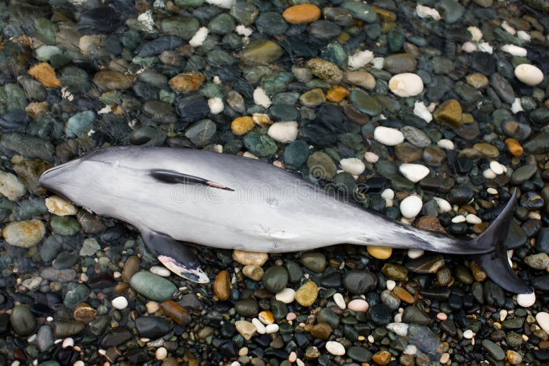 Dode Dolfijn stock afbeelding. Image of putten, visserij - 14573255