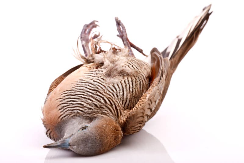 Dode Vogel stock foto. Afbeelding bestaande uit vogels - 30767980