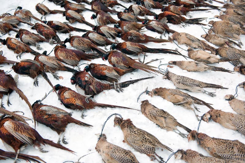 Dode Fazanten stock foto. Image of fazanten, korpsen - 12603130