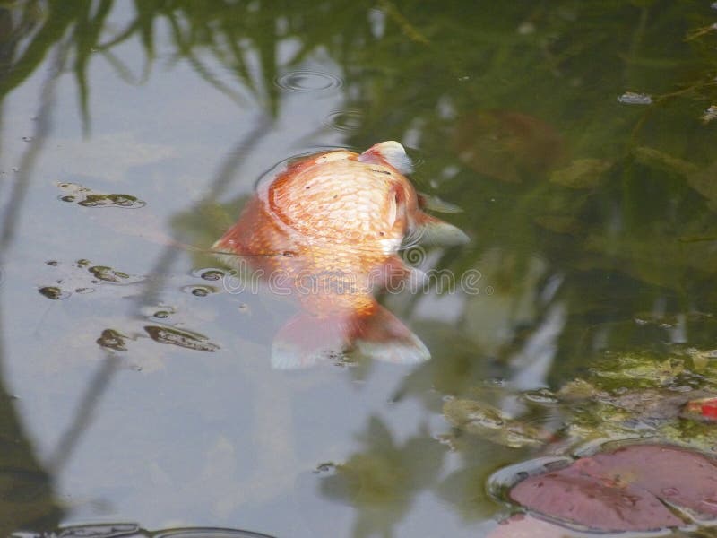 Dode goudvis, stock afbeelding. Image of schalen, zieken - 43707359